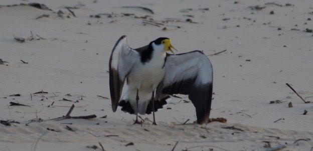 Broken-wing display