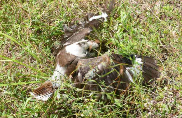 Kookaburra ferocious attack on legless lizard