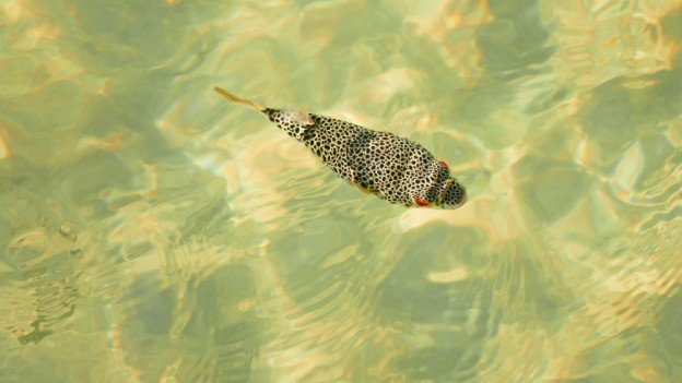 Beautiful poisonous Boxfish