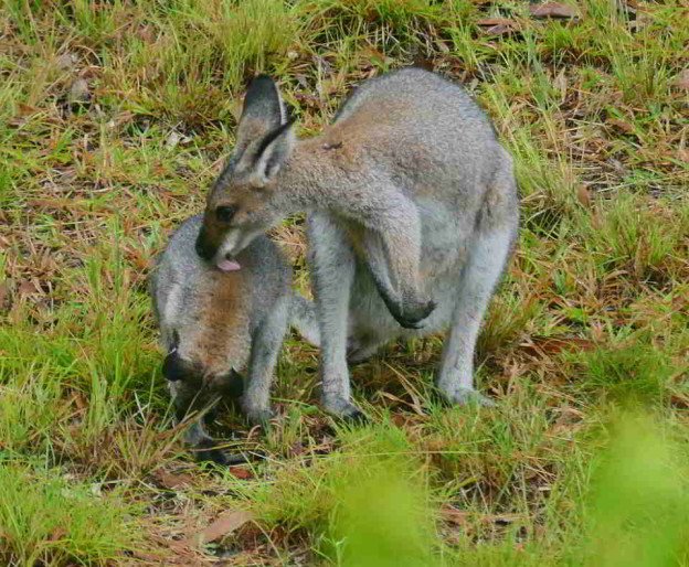 Our first Red-necked Wallaby with joey in the garden