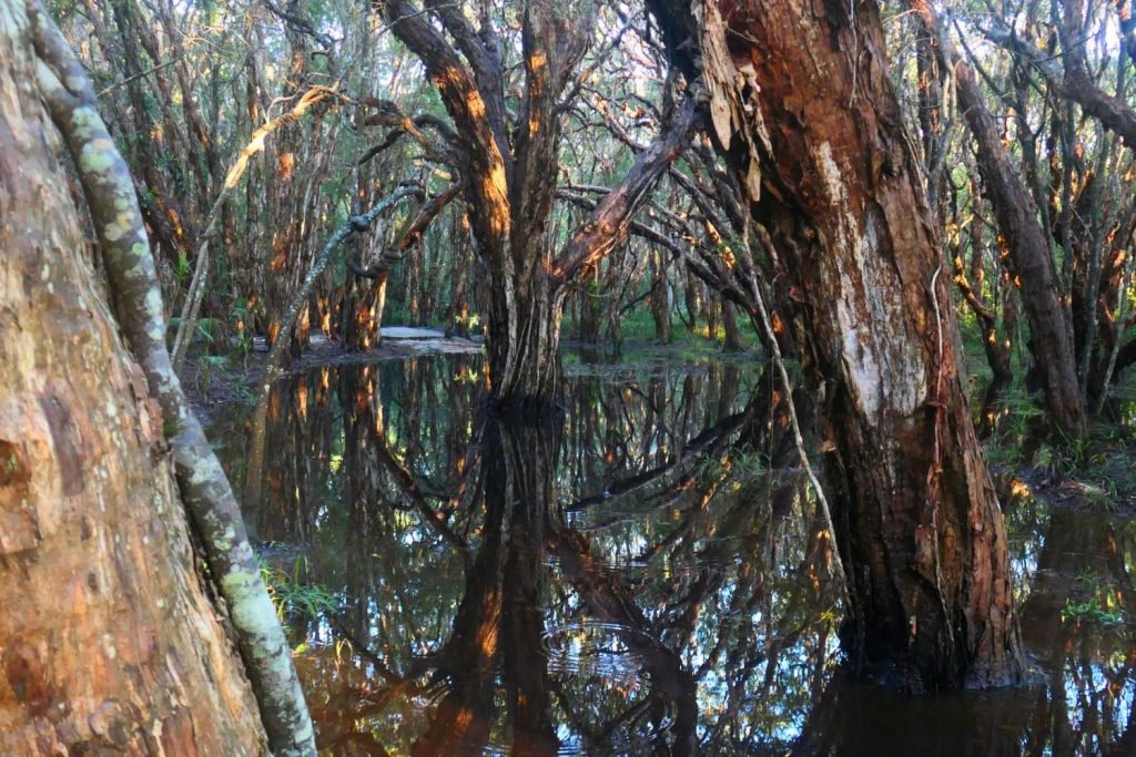 After the rains, the Paperbark Swamp is alive